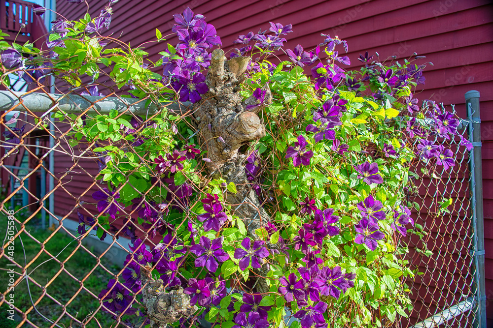 Clematis Vine On Wall