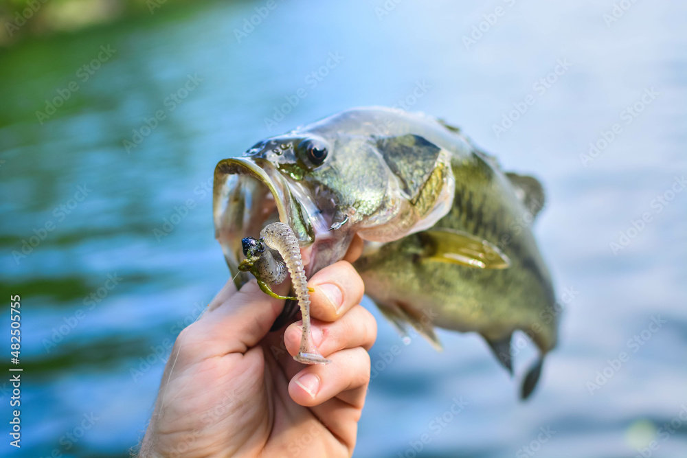 Holding a perfect largemouth bass right out of the water, fresh water ...