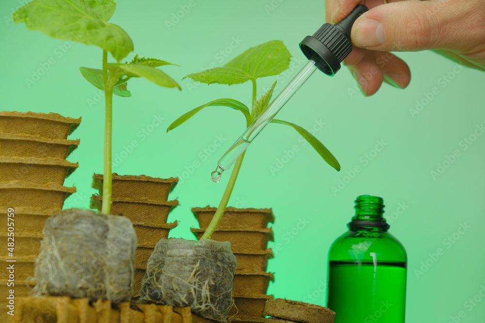 Seedling root system activator in a green glass bottle, a cucumber ...