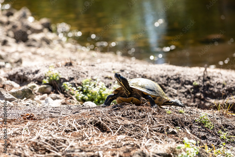 Foto de Basking yellow-bellied turtle Trachemys scripta scripta ...