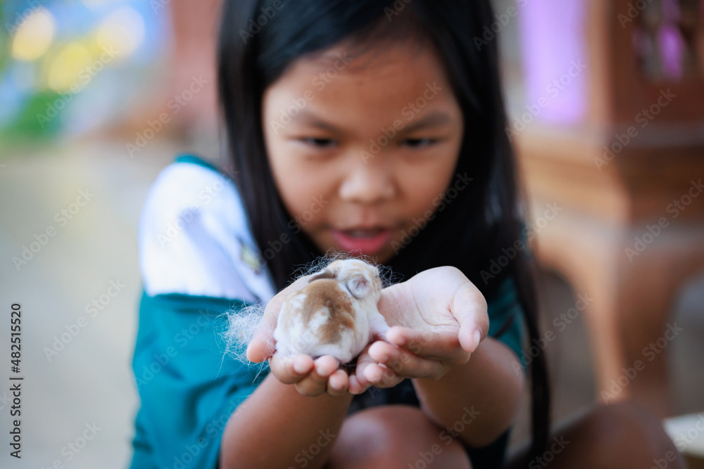 Newborn baby holland lop bunny in child hands. Asian girl holding tiny ...