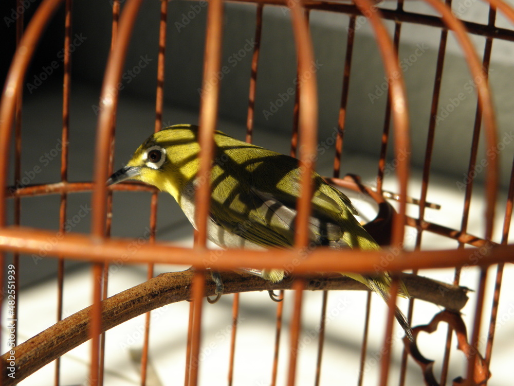 The yellow bird known as the Japanese white-eyed Zosterops japonicus ...