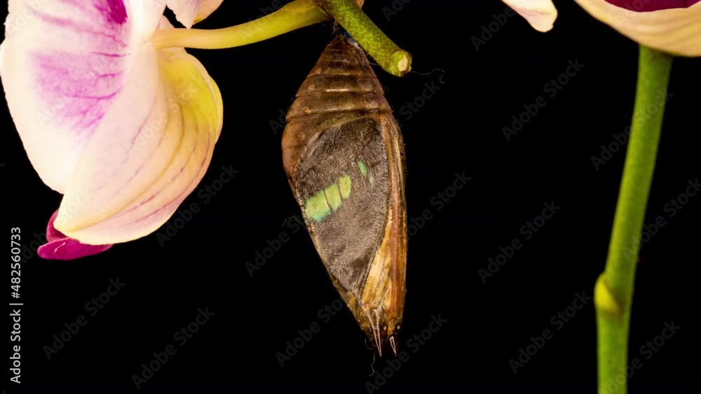 Cocoon and butterfly broken butterfly cocoons pinned on a stick ...
