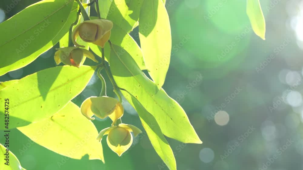 Yellow Rumdul flower or White Cheese wood over green natural Blur ...