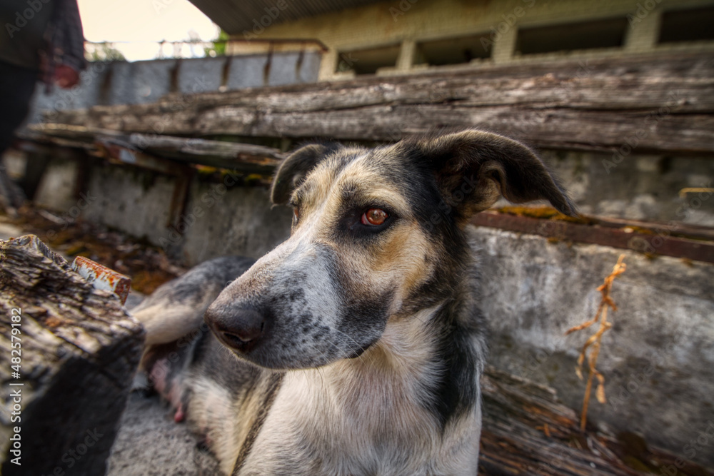 Stray Dog at the football stadion in Prypiat Chernobyl Stock Photo ...
