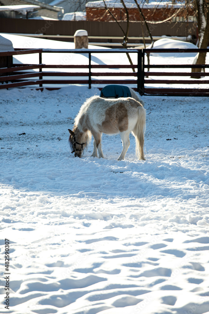 Orshadi's beautiful little ponies are standing in a paddock in the snow ...