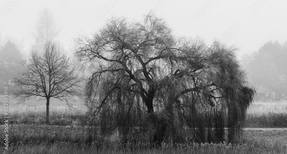 Black Willow Tree Winter