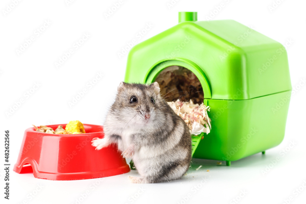 Dwarf gray hamster isolated on white background. Little house.Cute baby ...