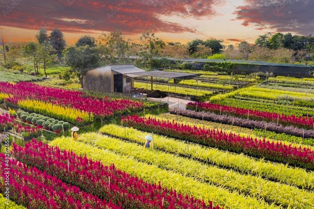 Royalty high quality free stock image. Aerial view flower field. Top ...