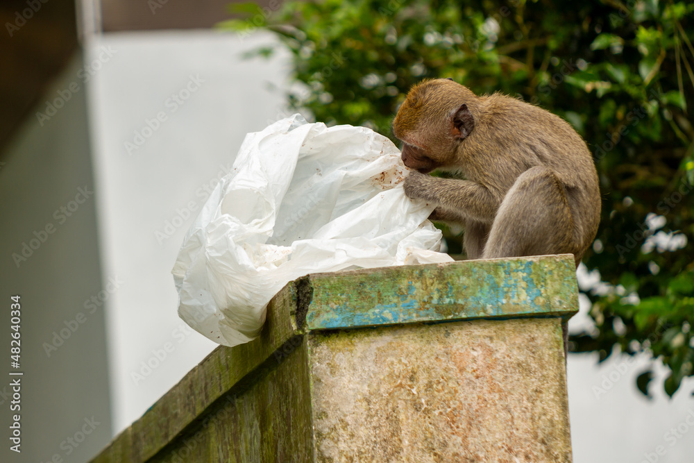 A wild monkey that came out of its habitat from the slopes of a ...