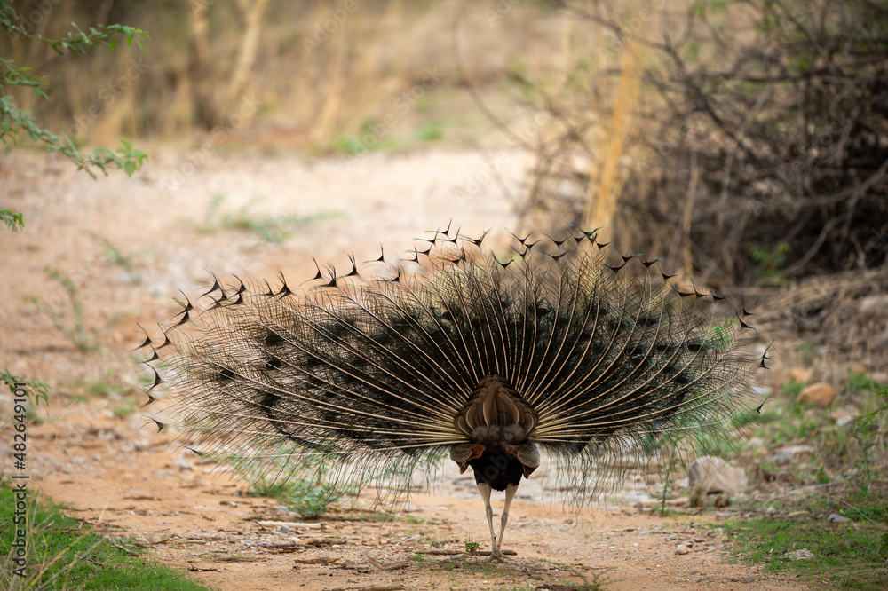 Indian peafowl or male peacock on forest track dancing with full ...