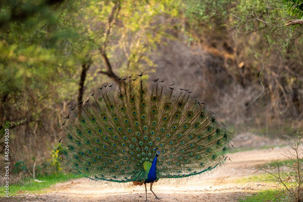 Indian peafowl or male peacock on forest track dancing with full ...