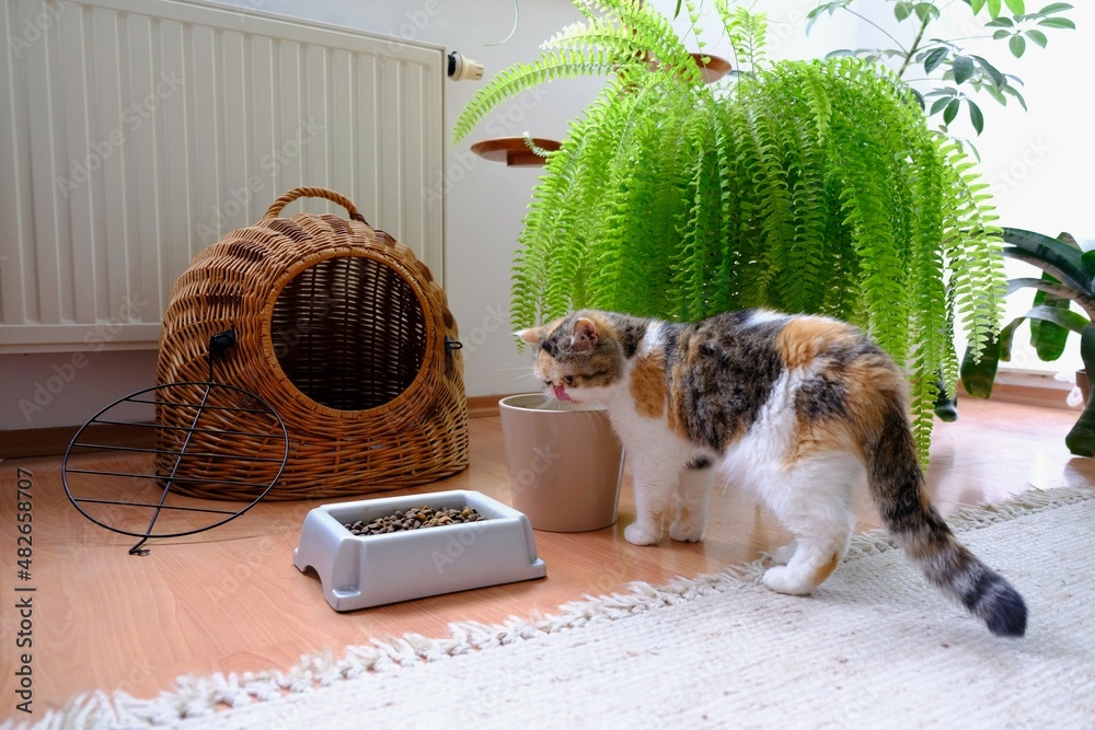 Small cat is standing and looking at bowl with fodder. Next to it there ...