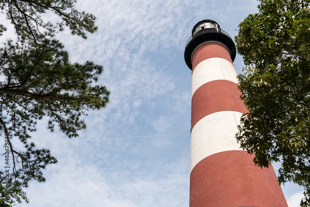 Looking up through the tree canopy branches to see an old historical ...