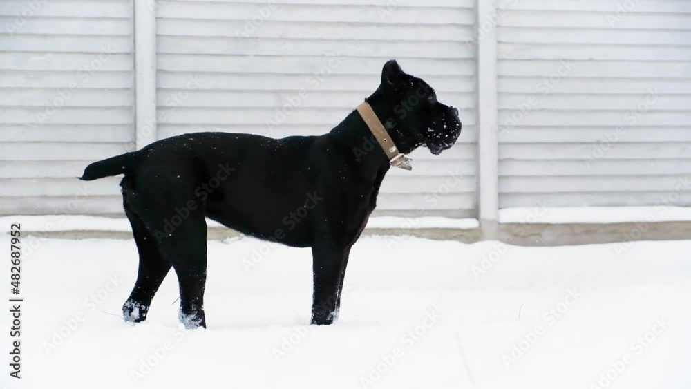Cane Corso black thoroughbred with cropped ears and tail stands costs ...