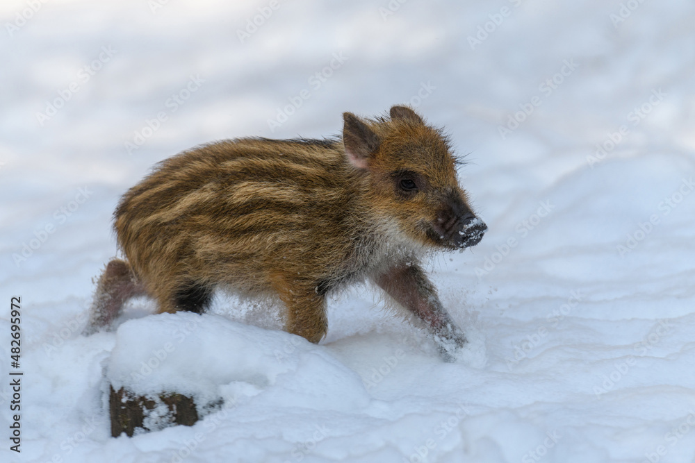 Baby wild pig in forest with snow. Wild boar, Sus scrofa, in wintery ...