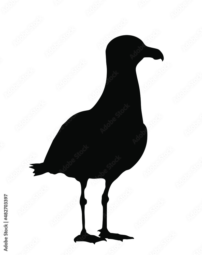 Seagull standing vector silhouette illustration isolated on white ...