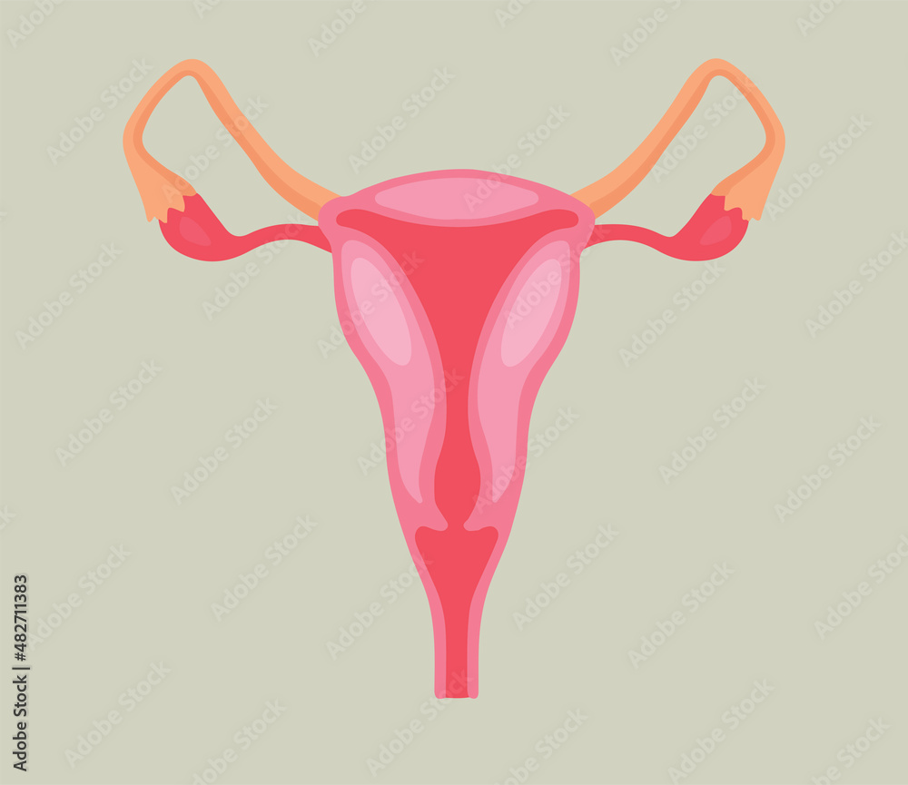 Female reproductive system. vector illustration Stock Vector | Adobe Stock