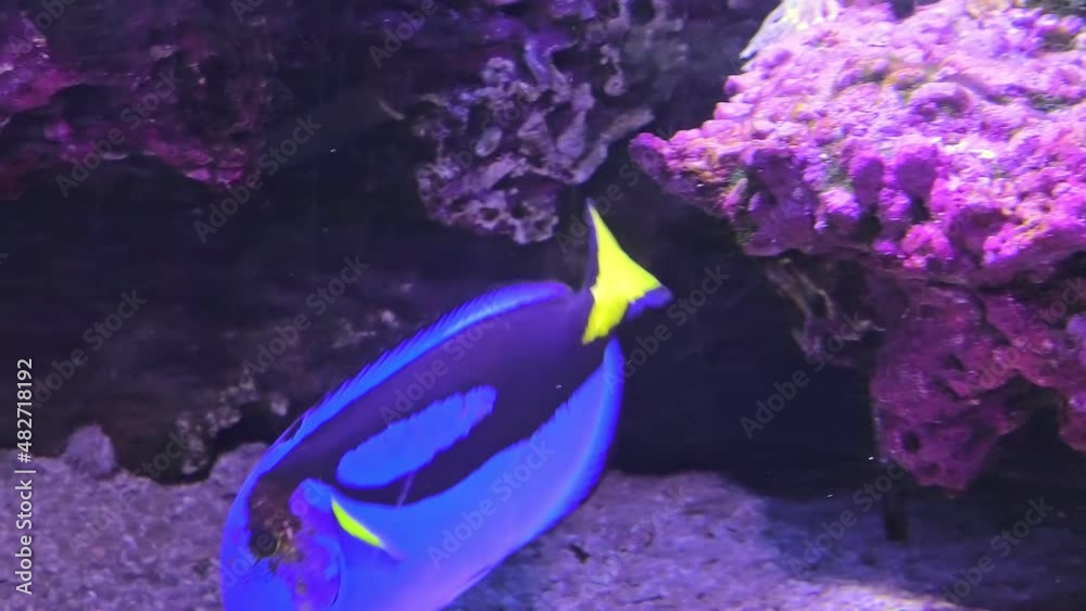 close up of Blue Tang surgeonfish of coral reef of Indo-Pacific ocean ...