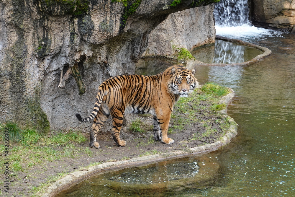 Sumatran tigers live in lowland and mountain forests on the Indonesian ...