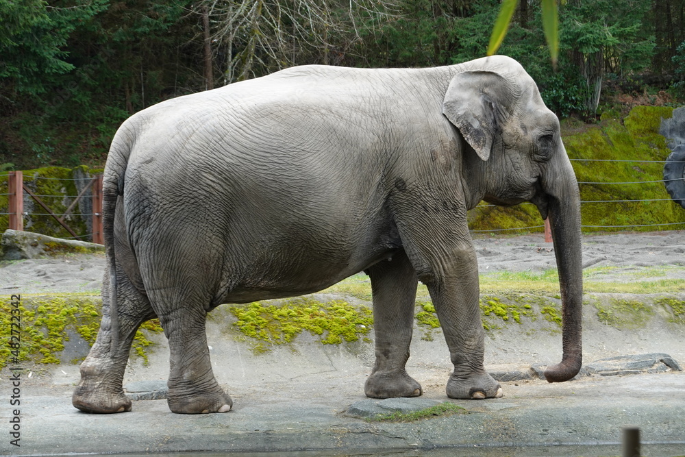 The Asian elephant (Elephas maximus), also known as the Asiatic ...