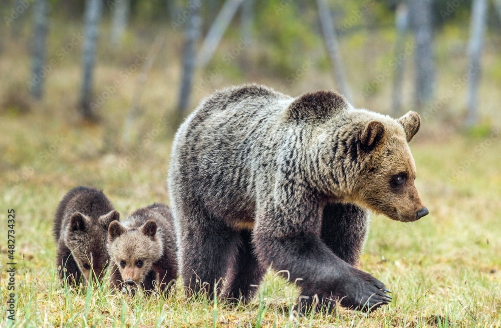 She-Bear and Cubs of Brown bear (Ursus Arctos Arctos) on the swamp in ...