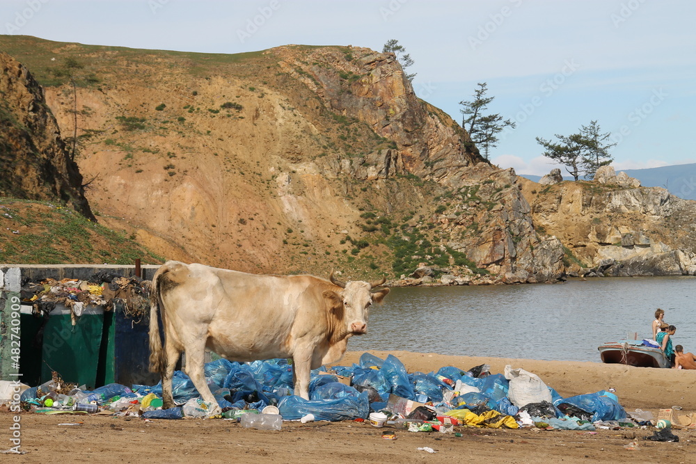 Pollution of nature and environment. The cow eats in the trash. Garbage ...