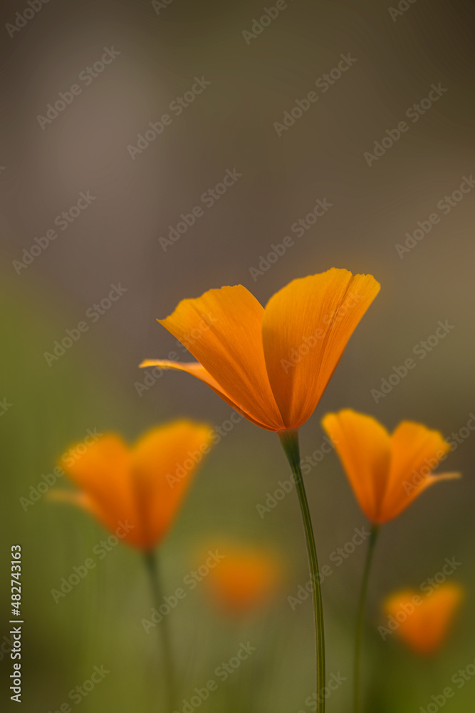 Tufted Poppy , Eschscholzia caespitosa , orange color wildflowers in ...