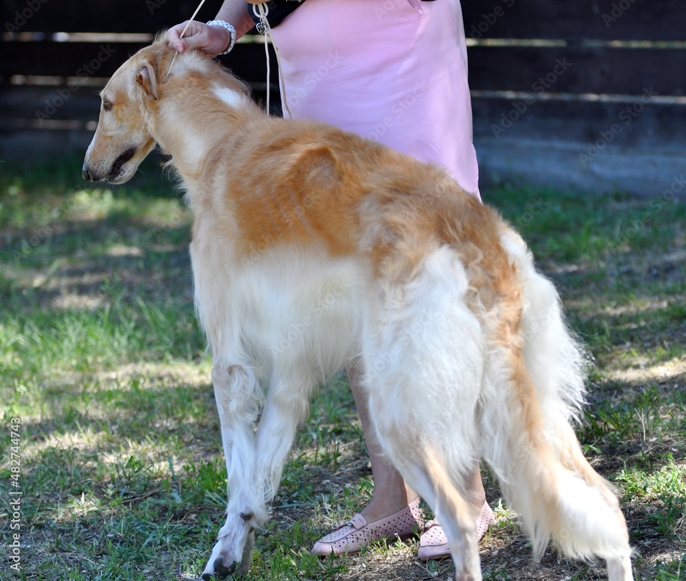 Russian dog greyhound - breed of hunting dogs, in the summer Stock ...