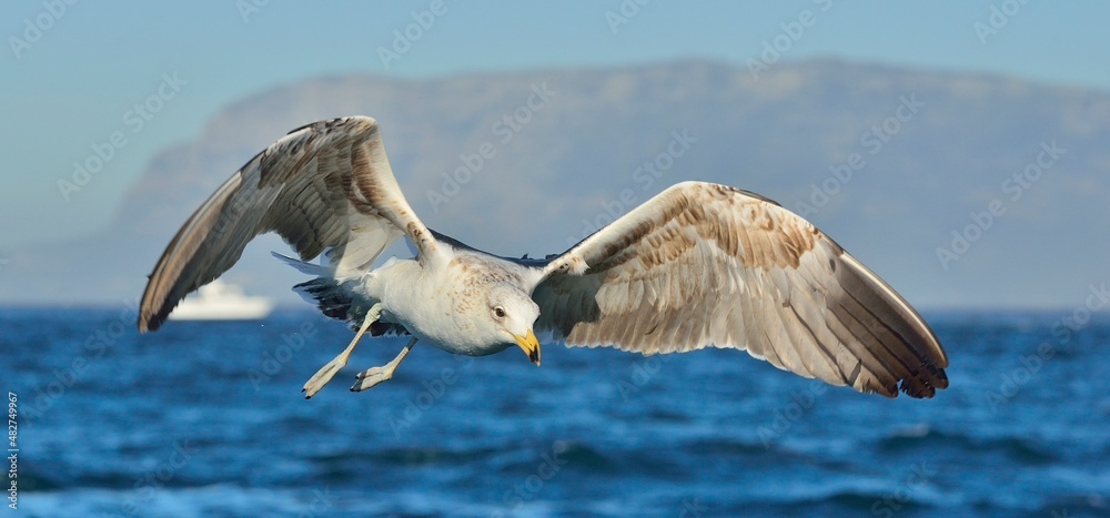 Flying Juvenile Kelp gulls (Larus dominicanus), also known as the ...