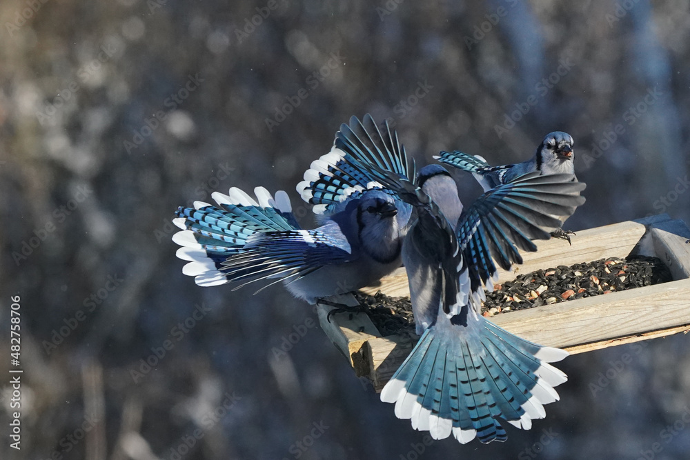 Blue Jay Fighting