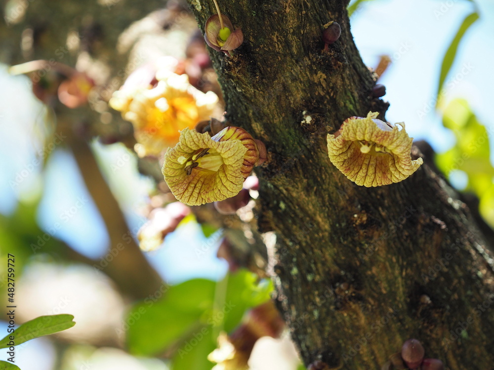 Calabash tree or Wild calabash flowers are yellowish-green with purple ...