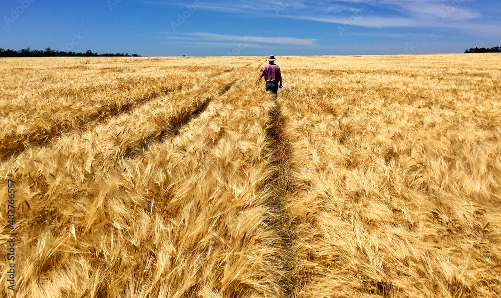 Barley Crop Farm Stock Photo | Adobe Stock