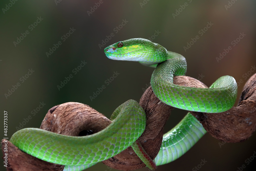 Green Viper Snake Head