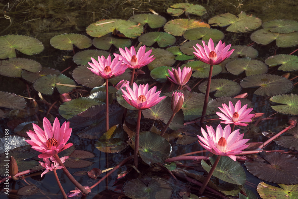 Beautiful pink (purple hued) water-lily (Nymphaea rubra) in a shallow ...