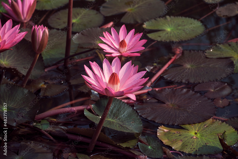 Fotografia do Stock: Beautiful pink (purple hued) water-lily (Nymphaea ...
