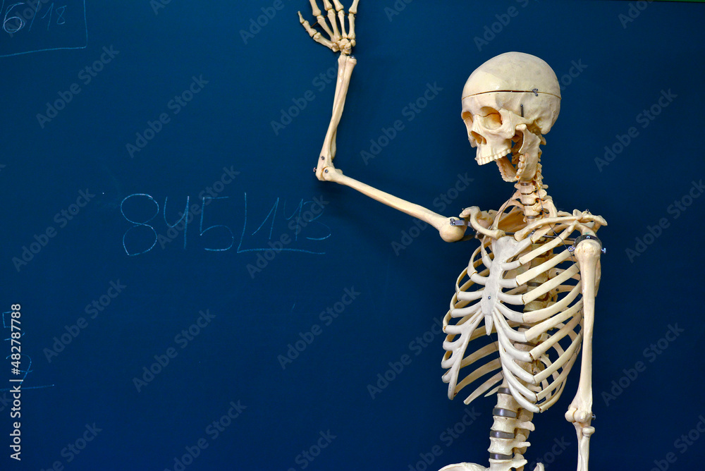 Human skeleton next to blackboard with numbers and divisions. skeleton ...