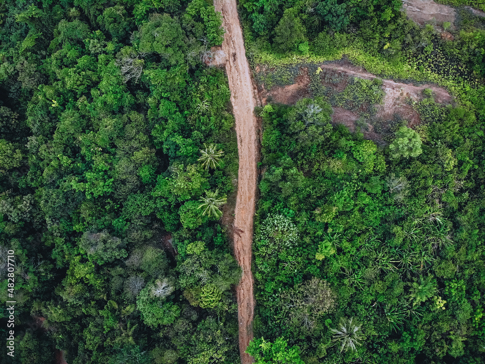Top view of a long earthen driveway in the middle of a huge dense green ...
