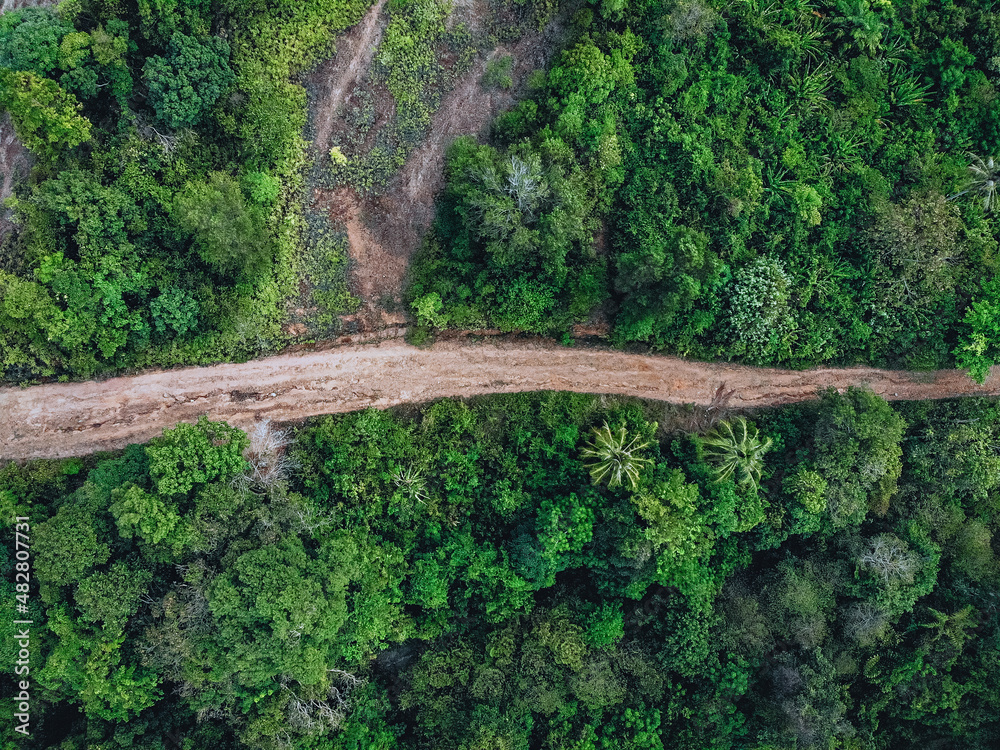 Top view of a long earthen driveway in the middle of a huge dense green ...