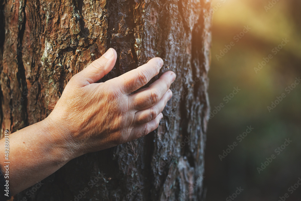 Senior woman's hand touching old tree bark, love nature, World ...
