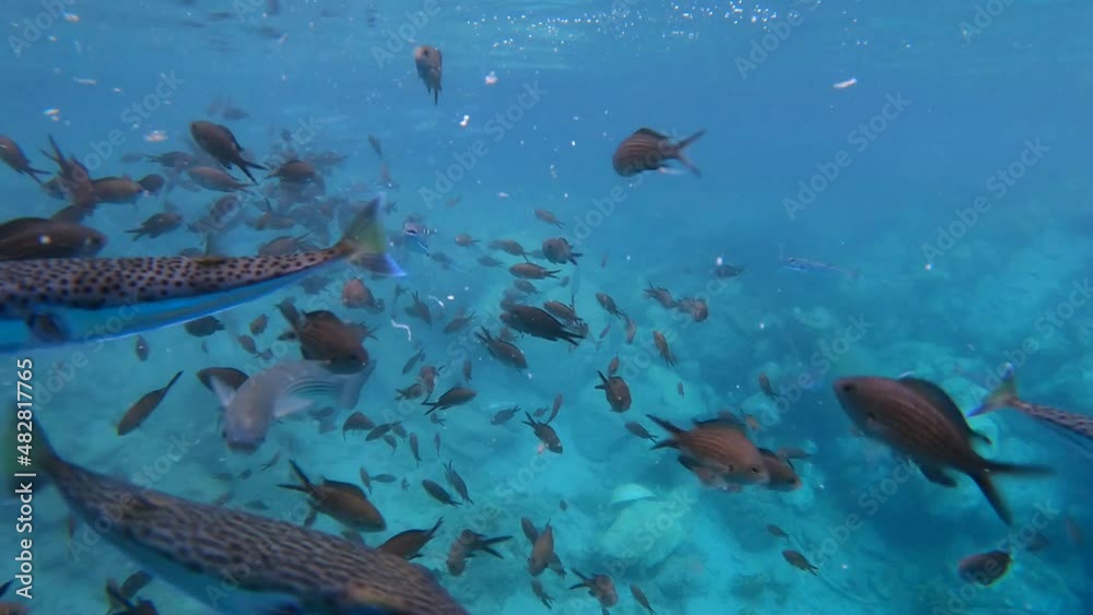 4K.Damselfish and puffer fish underwater in sea.Lagocephalus sceleratus ...