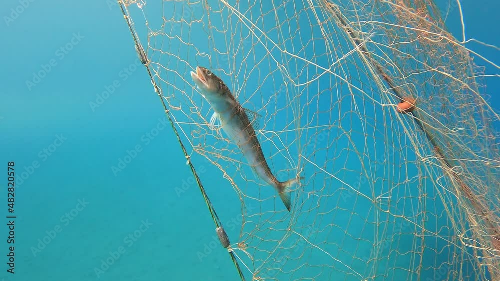 4K.Caught fish in the net hanging from the boat under the sea ...