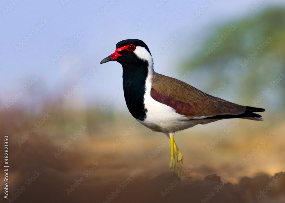 Portrait of red wattled lapwing. Vanellus indicus. The red-wattled ...