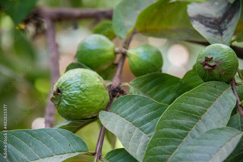 Frutas de guayabo en un árbol Stock Photo | Adobe Stock