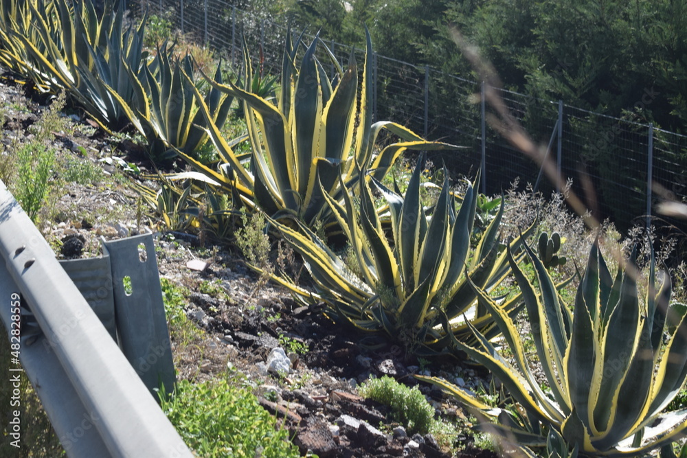 Agave americana var. variegata plant with yellow and green leaves Stock ...