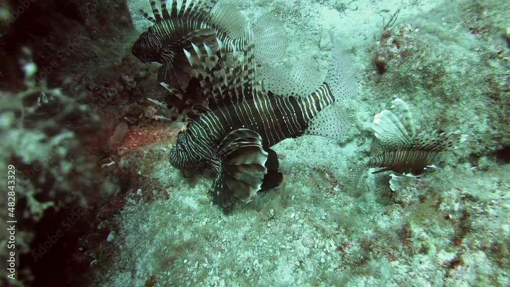 Lionfish pterois is a venomous marine fish.Also called firefish ...
