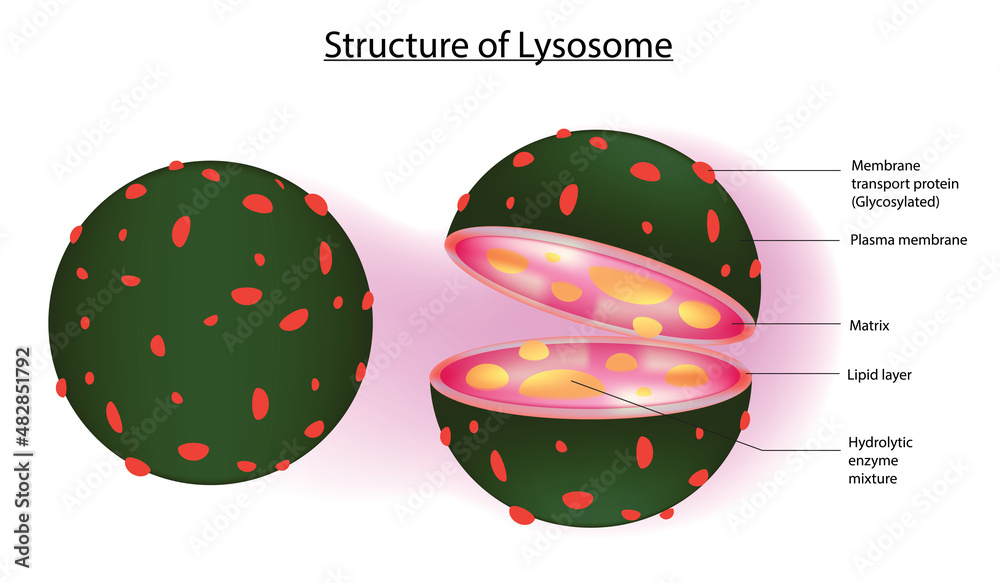 Lysosome anatomy (3d Structure of lysosome anatomy) เวกเตอร์สต็อก ...