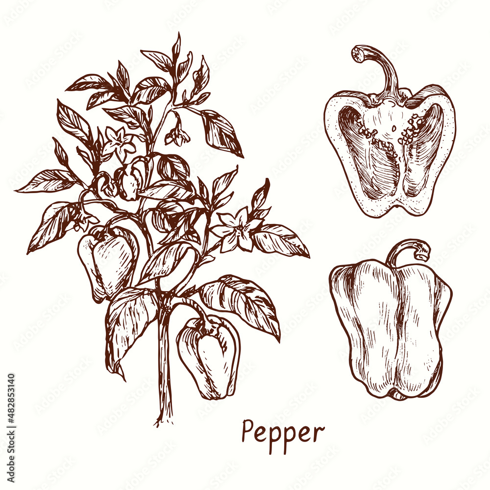 Pepper plant, whole pepper and cut half. Ink black and white doodle ...