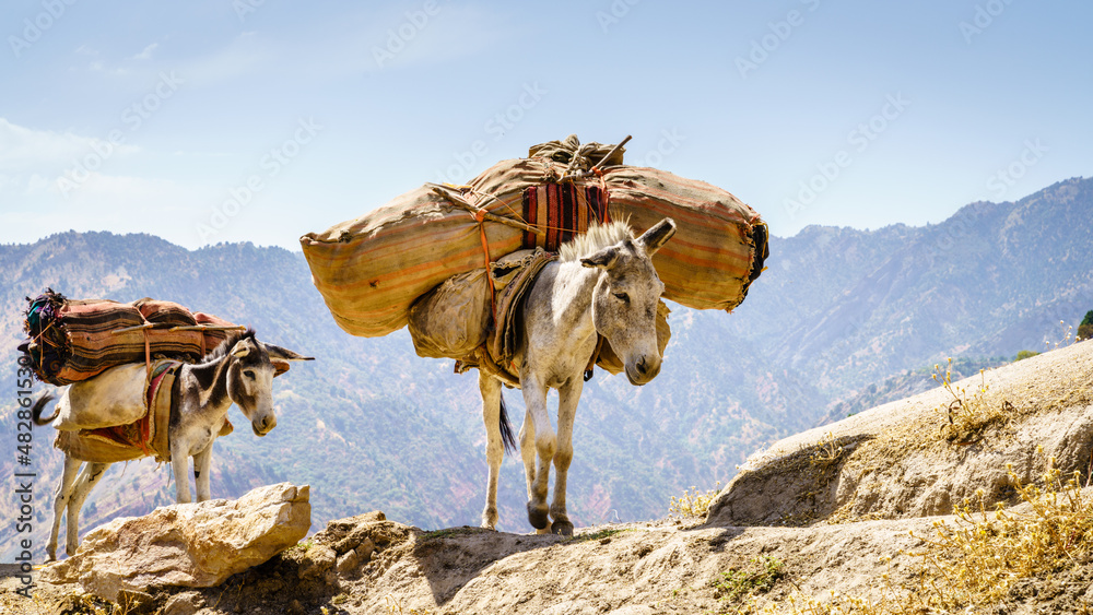 Pack mules Stock Photo | Adobe Stock