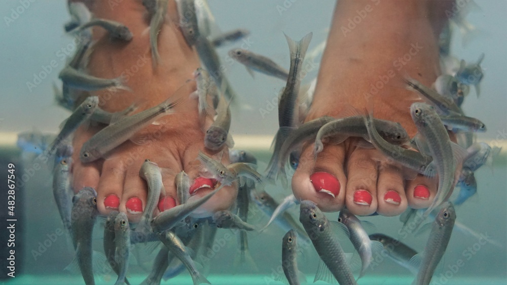 Indian woman immersed her leg in fish tank to enjoy spa or feet ...